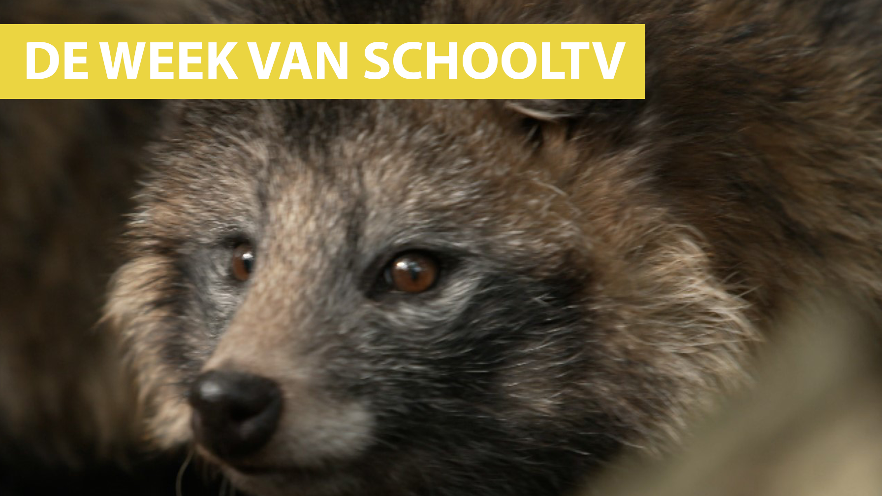 Quiz bij het nieuws week 47 - Schooltv