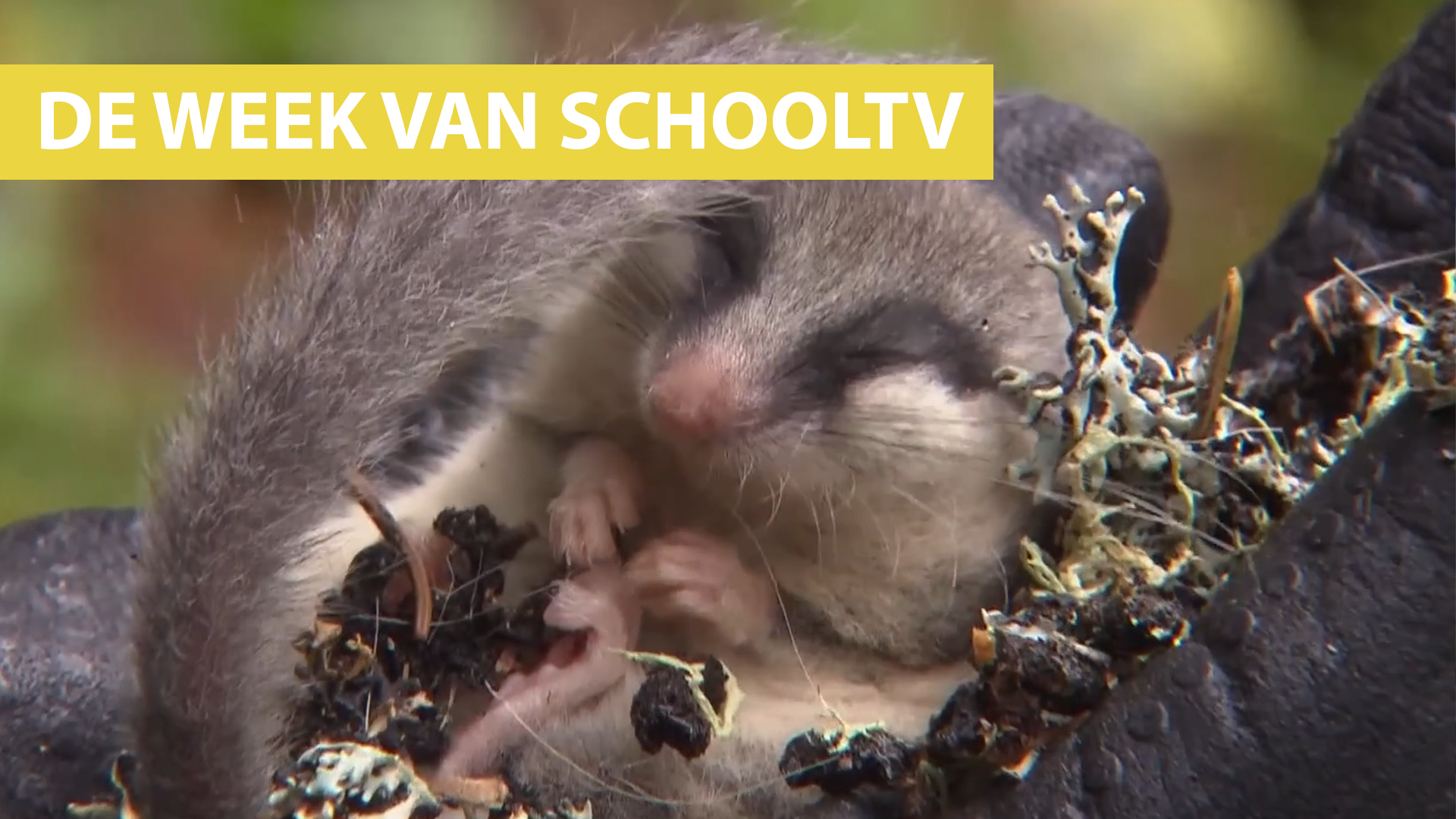Quiz bij het nieuws week 49 - Schooltv
